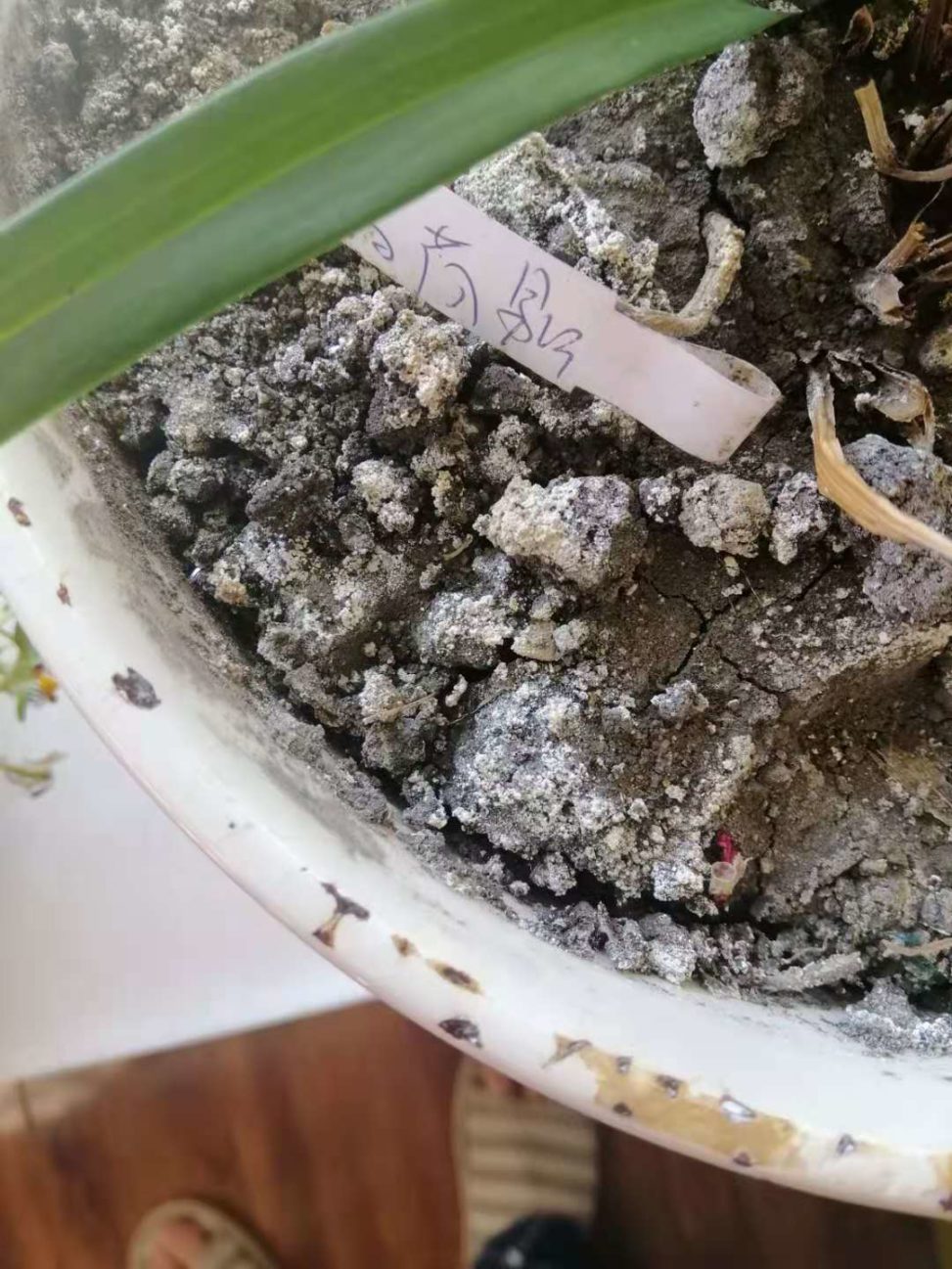 Soil in flower pots – Fungi Lab