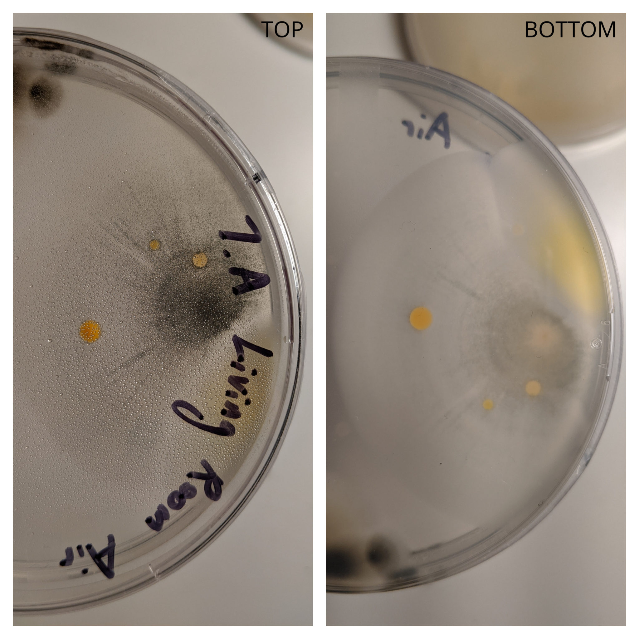 Fungi from the air in my living room – Fungi Lab