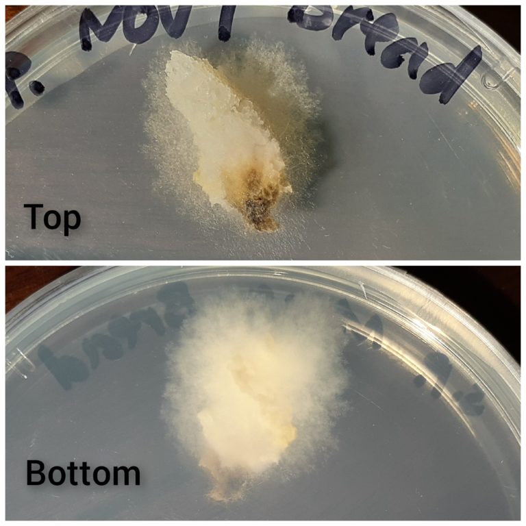 Mold on Stale bread – Fungi Lab