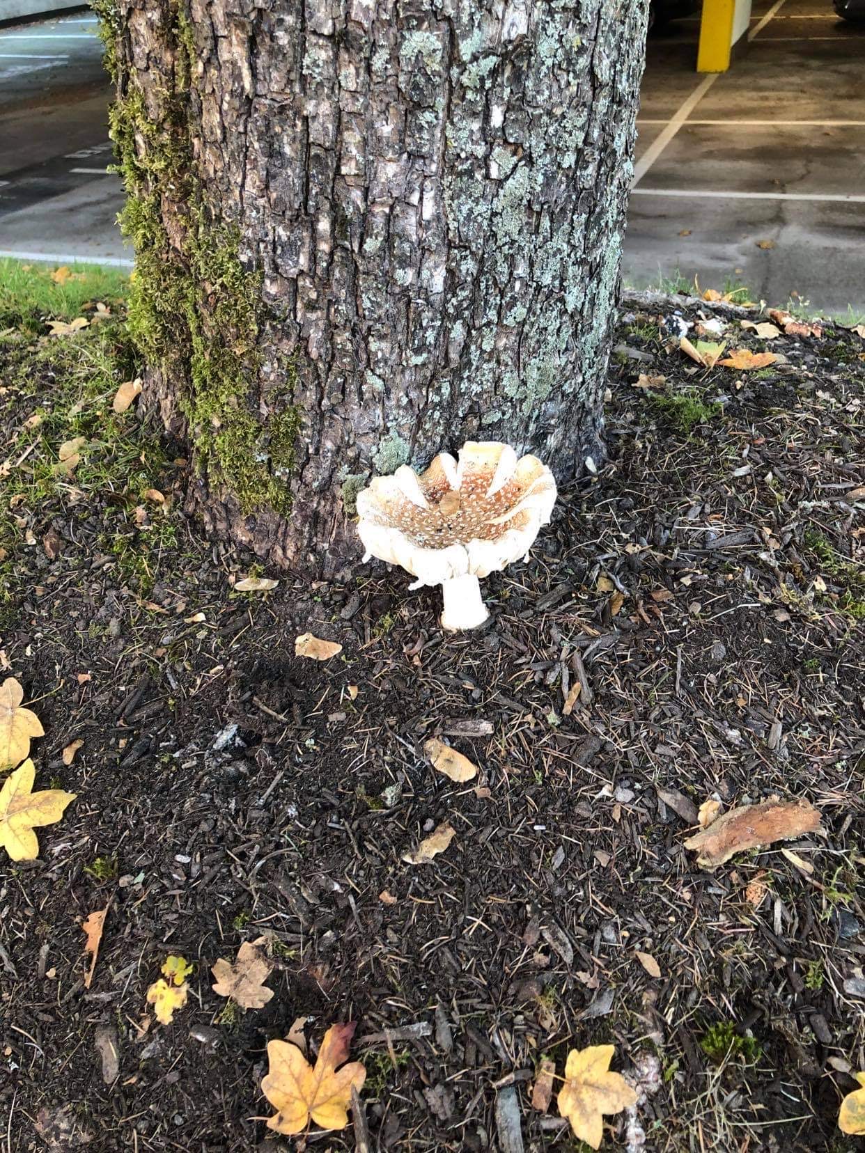 Mushroom that looks like an inside-out umbrella at base of tree – Fungi Lab