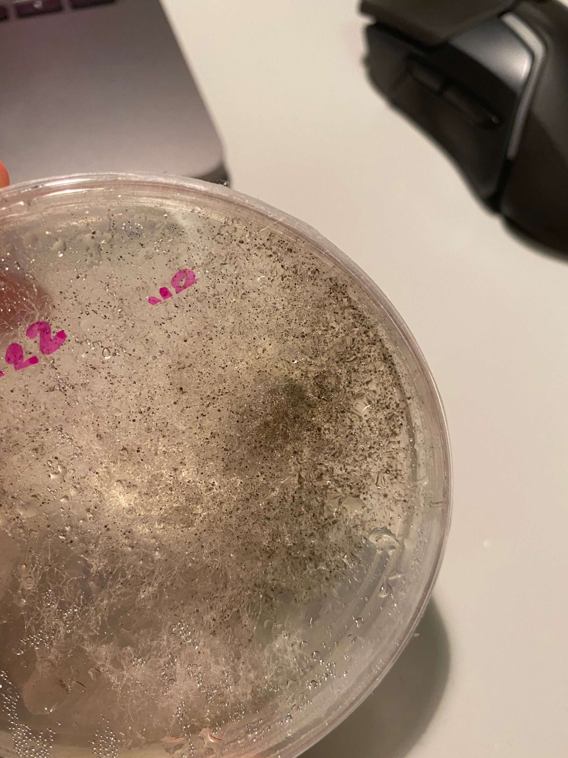 Onion skin wins colonizing race – Fungi Lab