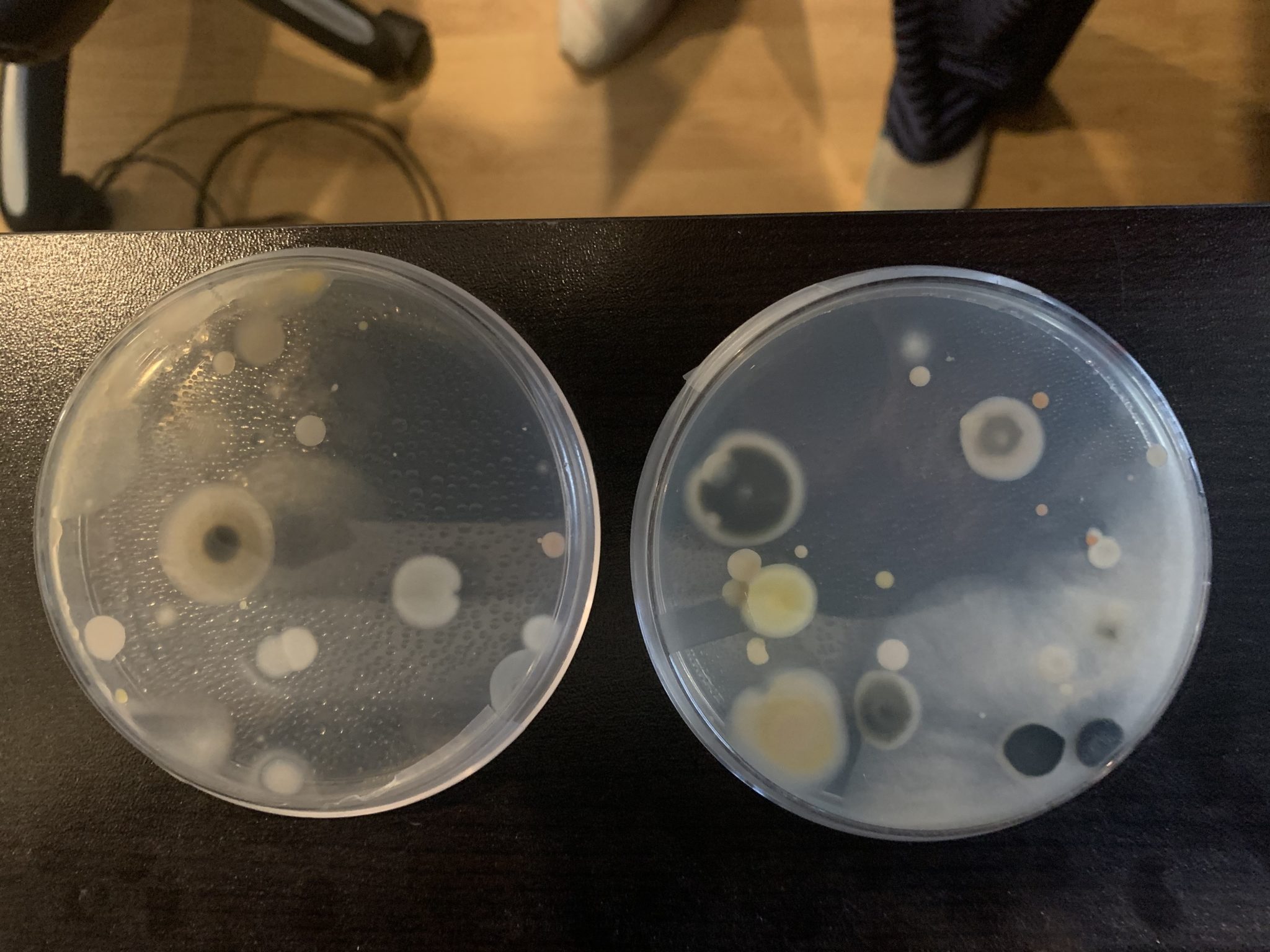 Backyard Air – Fungi Lab