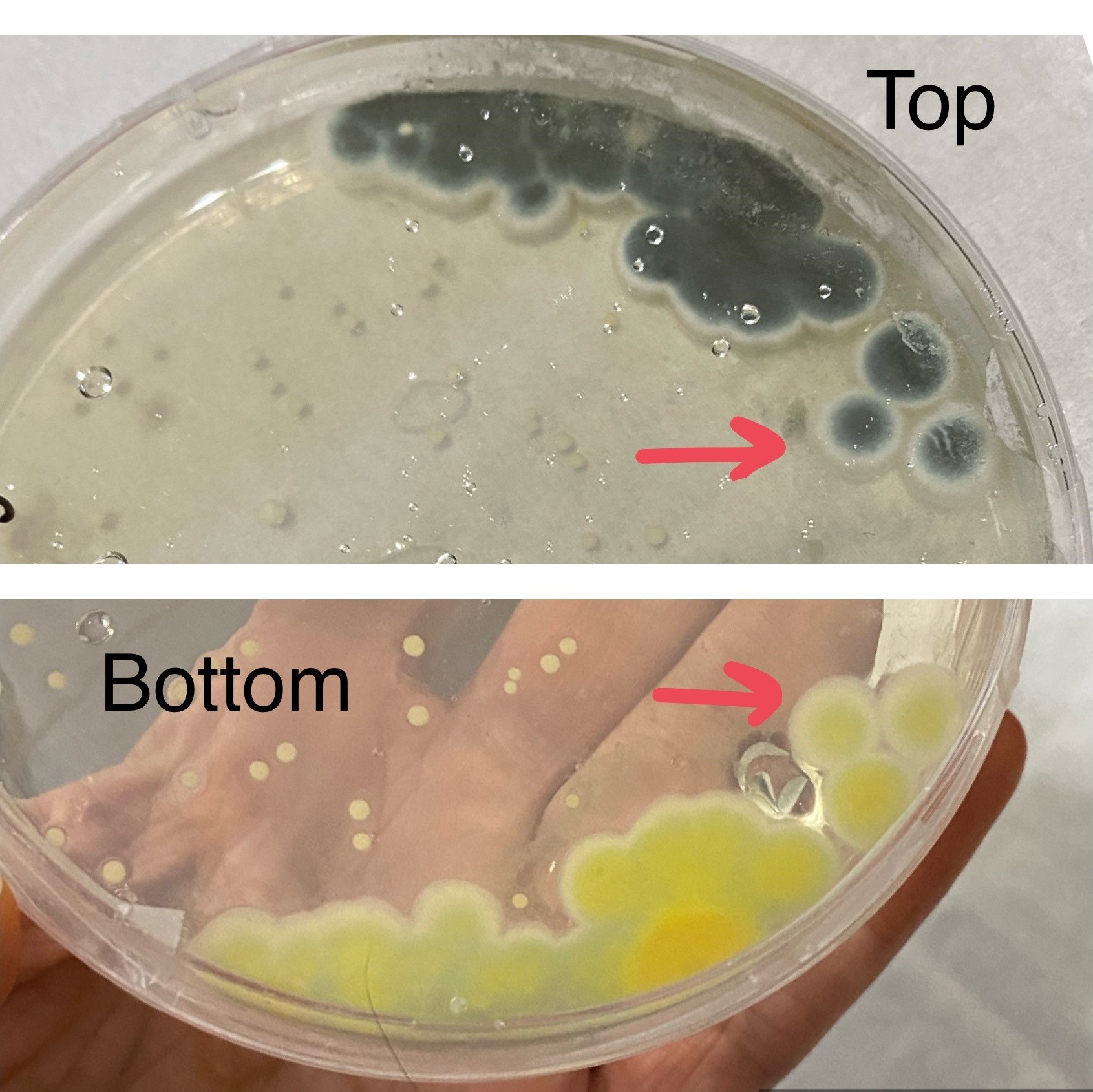 Fridge Shelf Swab sample – Fungi Lab