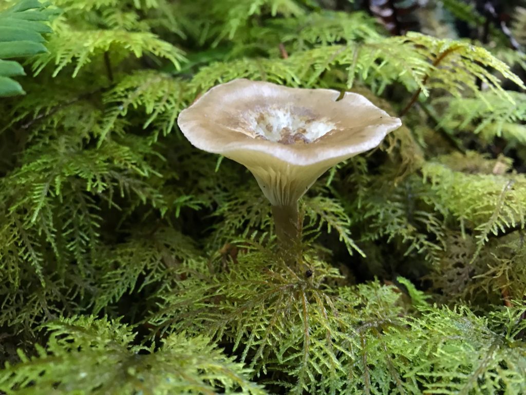 Banana slug colour mushroom – Fungi Lab