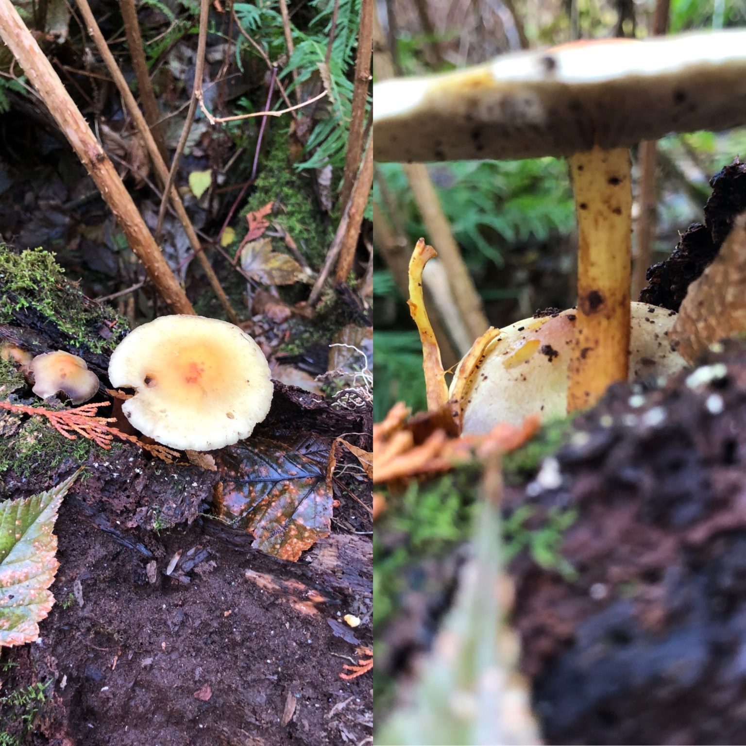 Flat mushroom – Fungi Lab