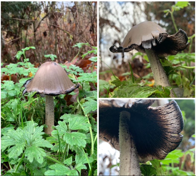 Unique grey mushroom! – Fungi Lab