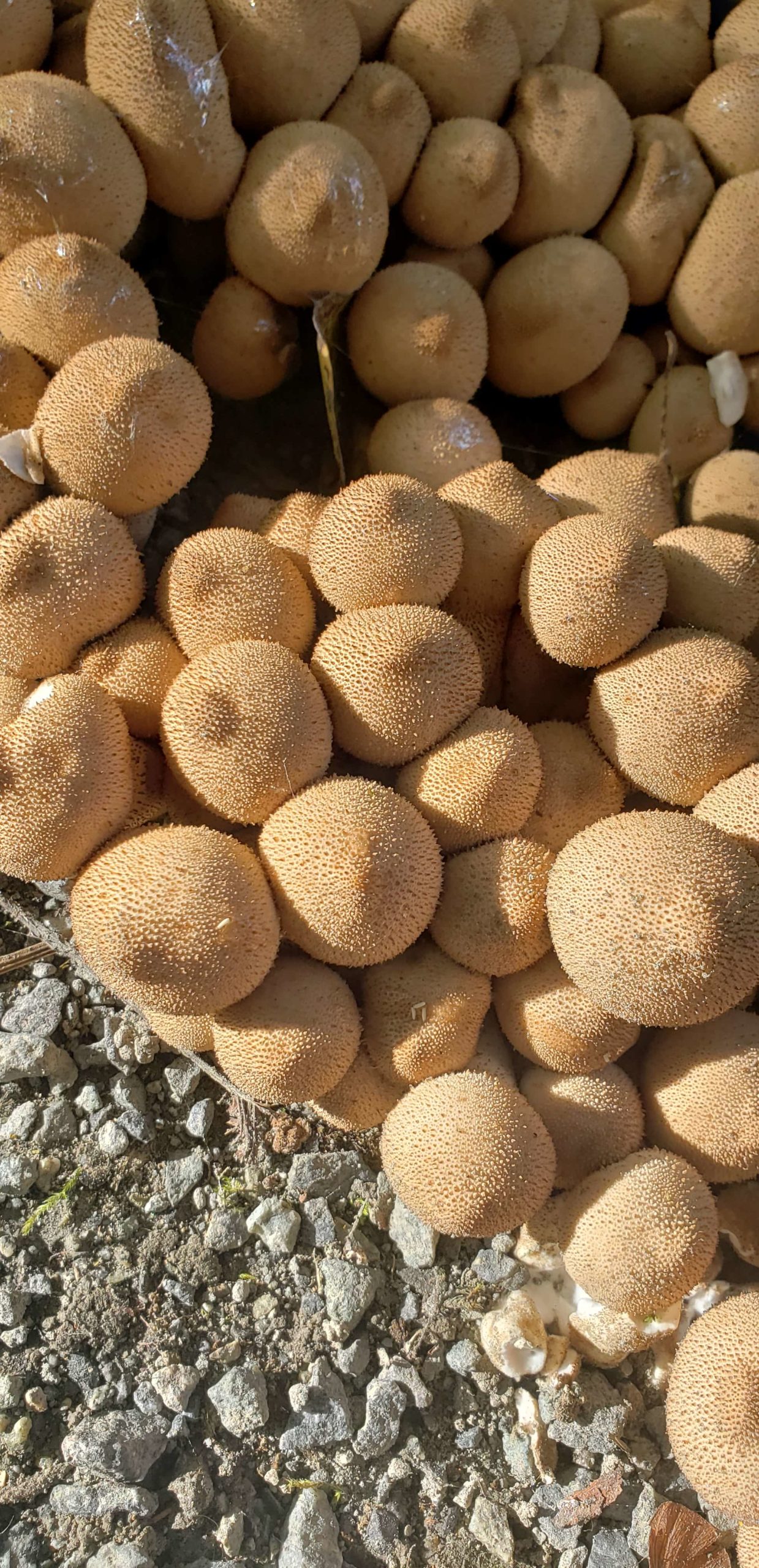 Some very cool round mushrooms – Fungi Lab