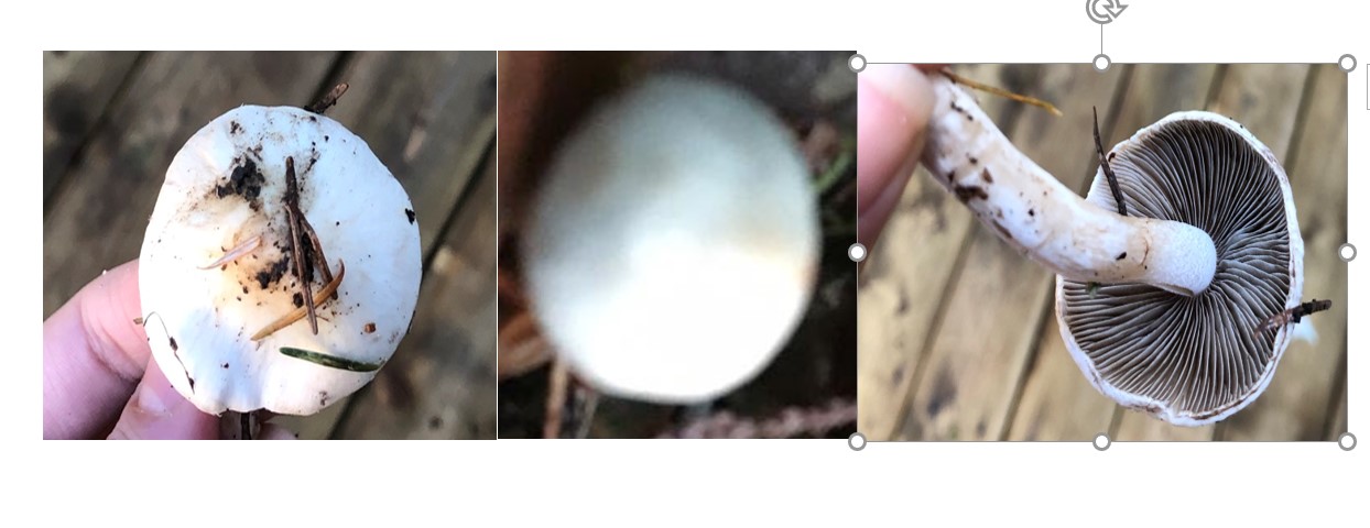 white cap mushroom – Fungi Lab